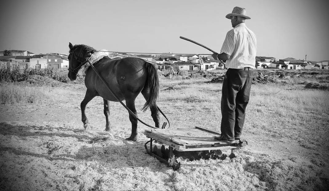 Una noche en la era y un trillo de ruedas > De acebo y jara