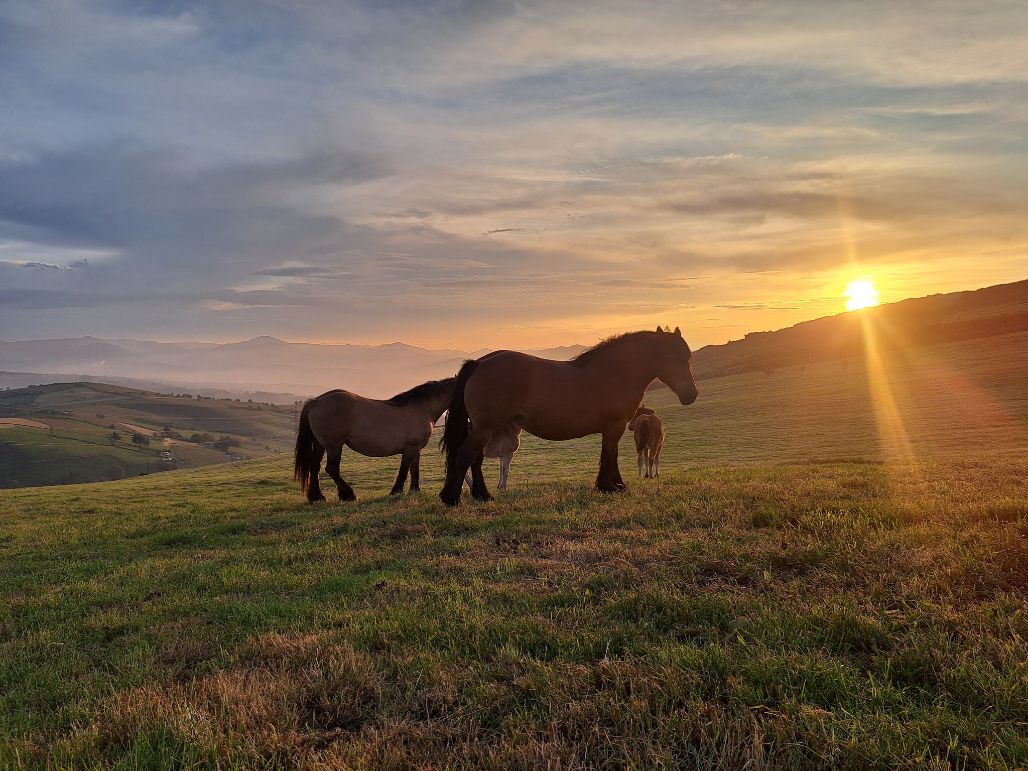 TINEO.-Elegidas las fotos para el calendario de 𝟐𝟎𝟐𝟒 > De acebo y jara